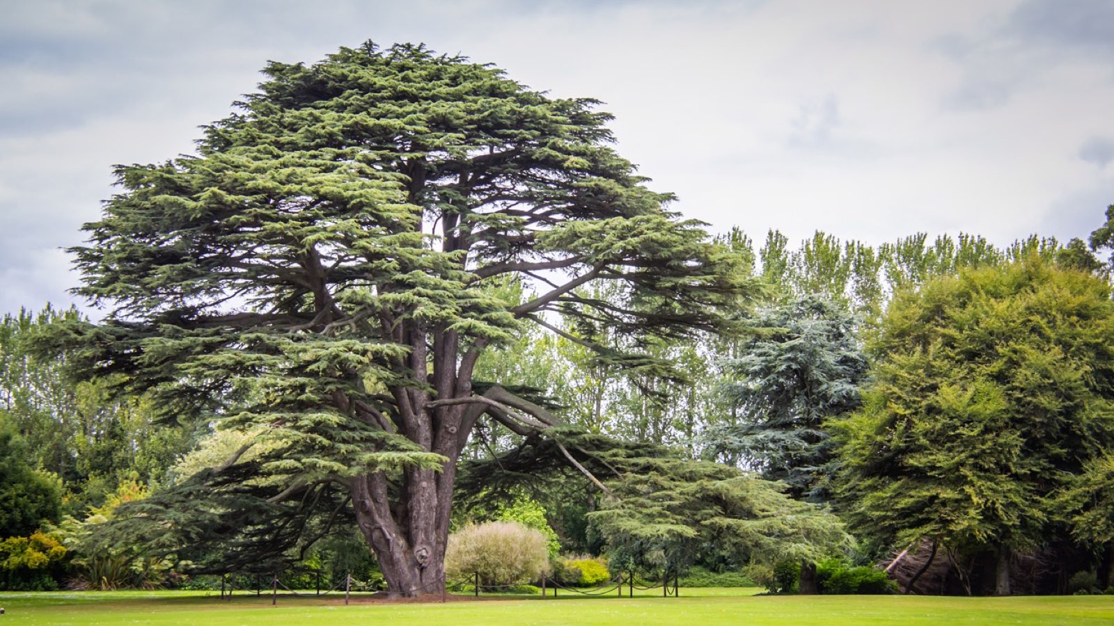 Be the tree: Using nature as a guiding metaphor for change – The Coach ...
